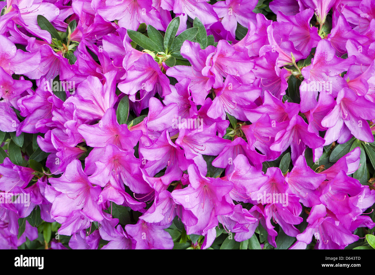 Zie design hi-res stock photography and images - Alamy