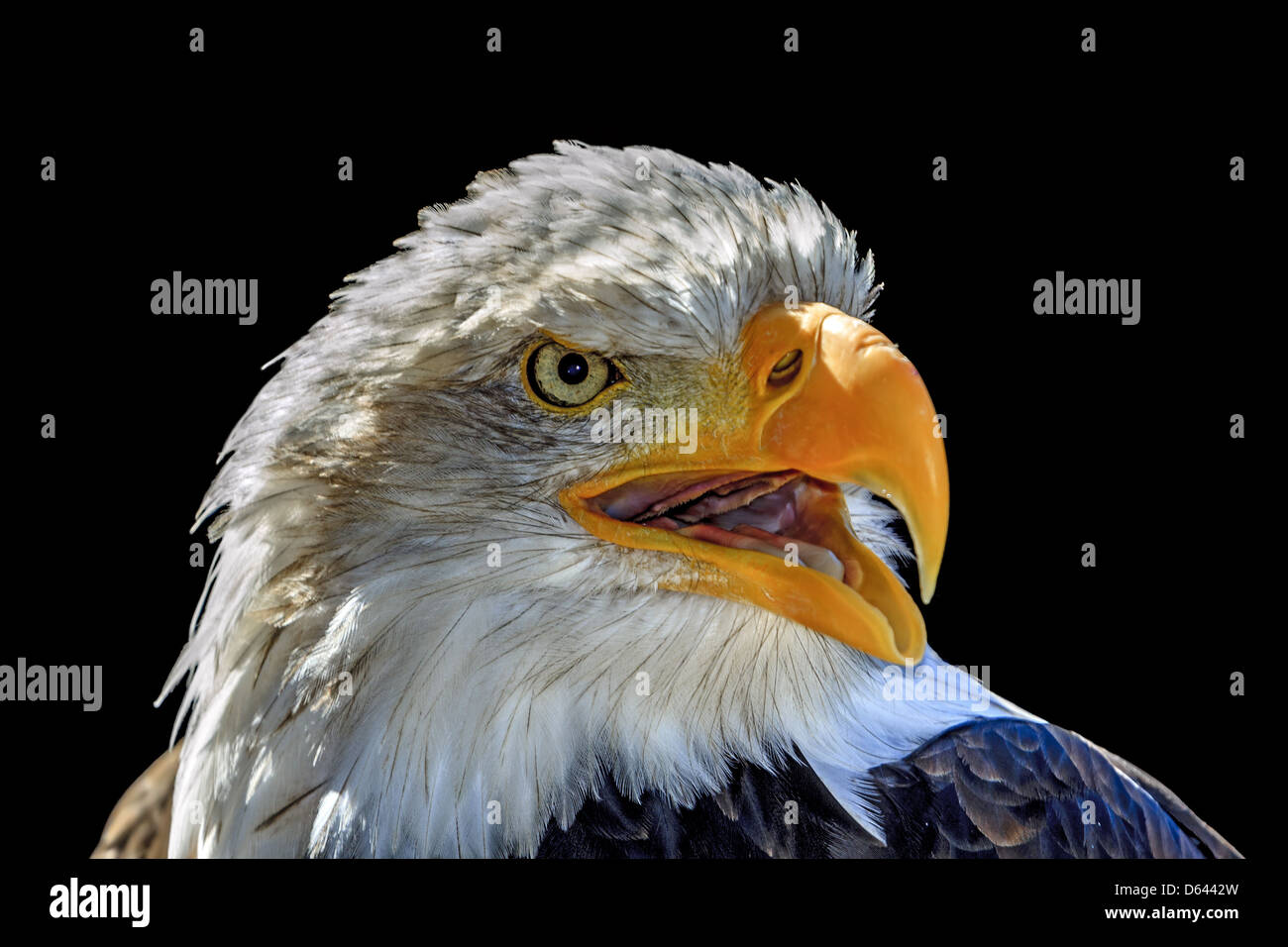 Angry bald eagle hi-res stock photography and images - Alamy