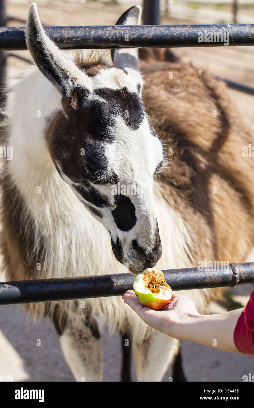 llama eating an apple from the hand Stock Photo - Alamy