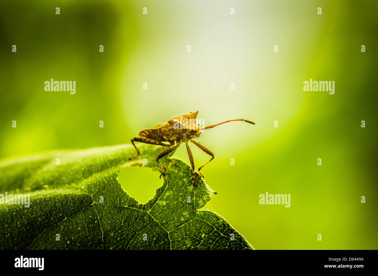 Bug leaf hi-res stock photography and images - Alamy