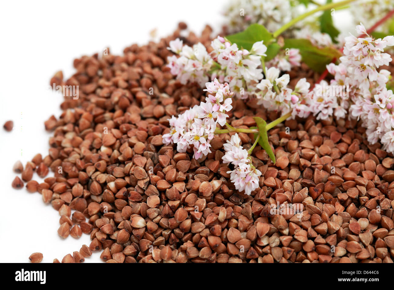 Buckwheat flowers hi-res stock photography and images - Alamy