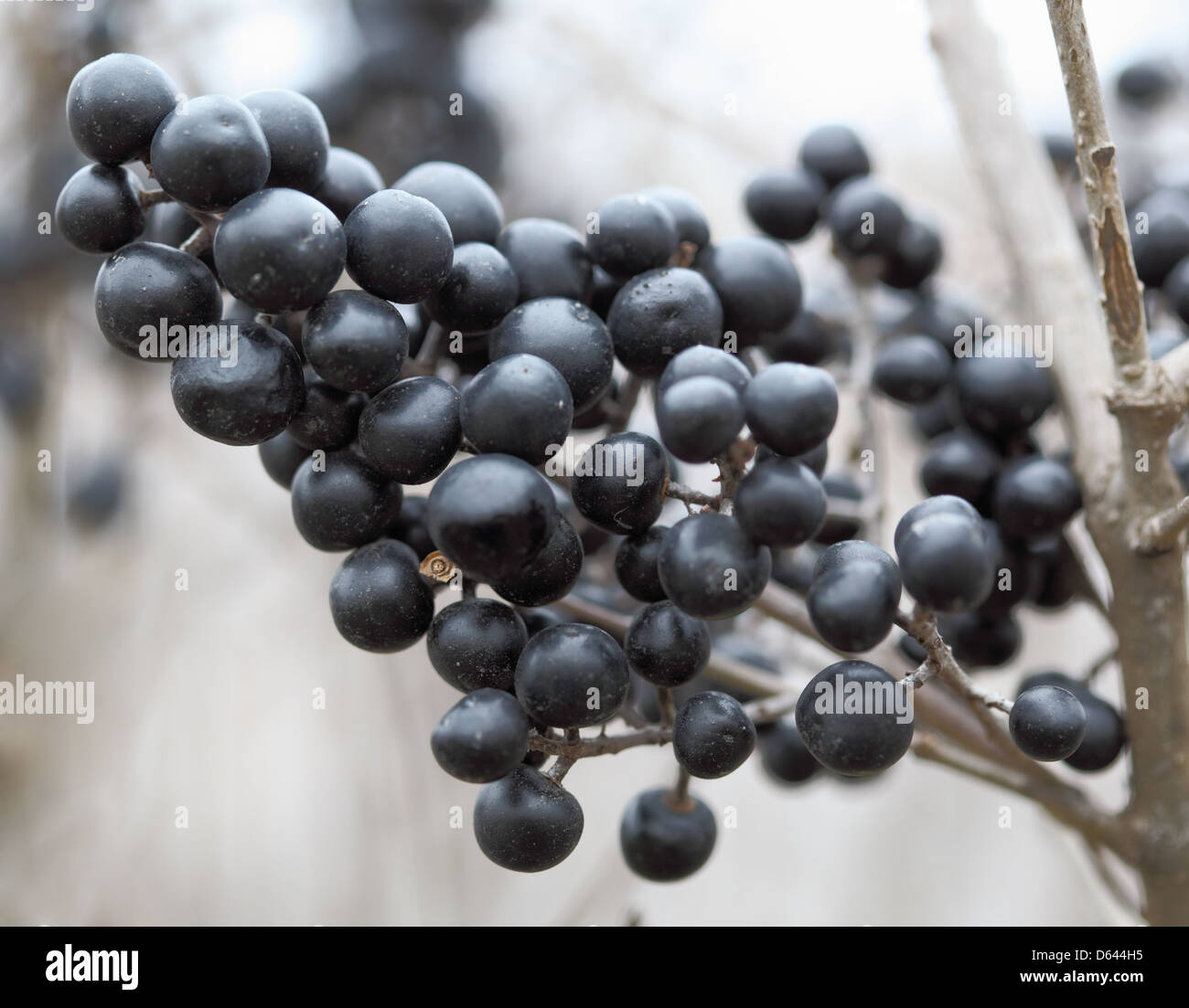 Berries on a shrub of the Wild Privet, Ligustrum vulgare, in autumn ...