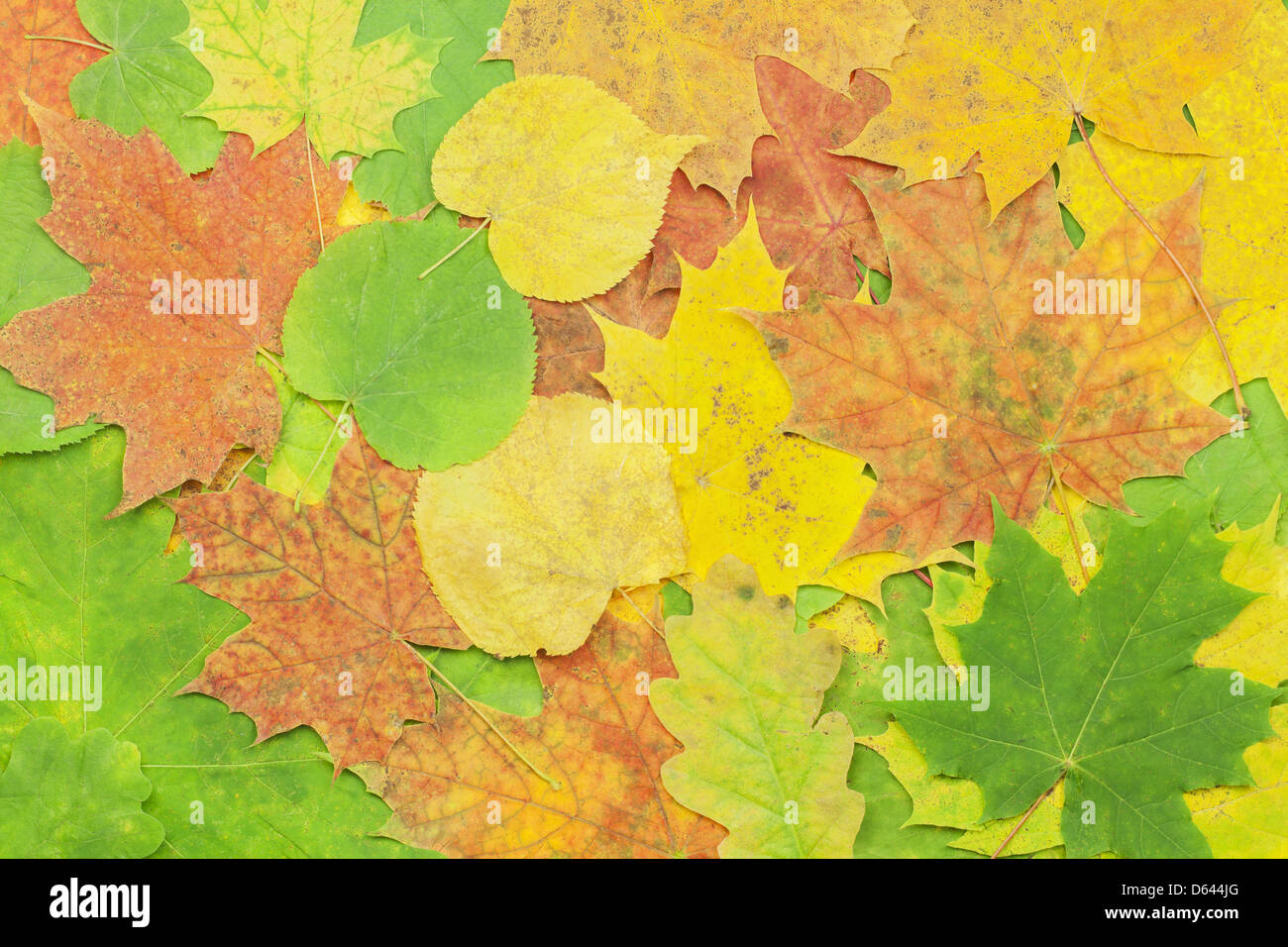 Leaves with different autumn colours hi-res stock photography and ...