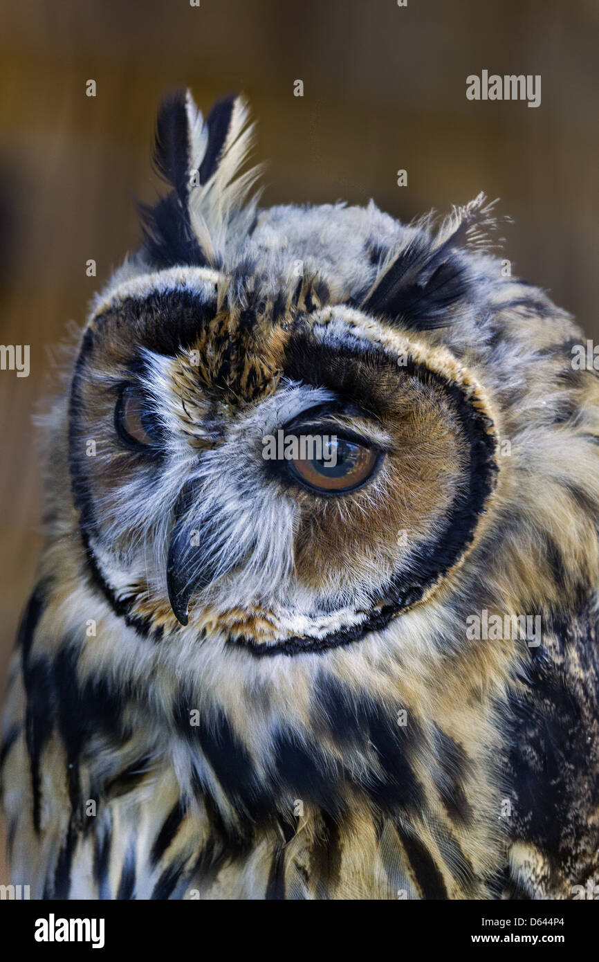 Mexican owl hi-res stock photography and images - Alamy