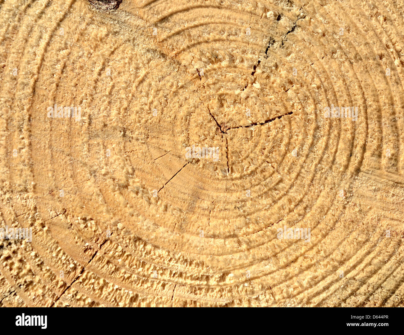 Tree stump surface hi-res stock photography and images - Alamy