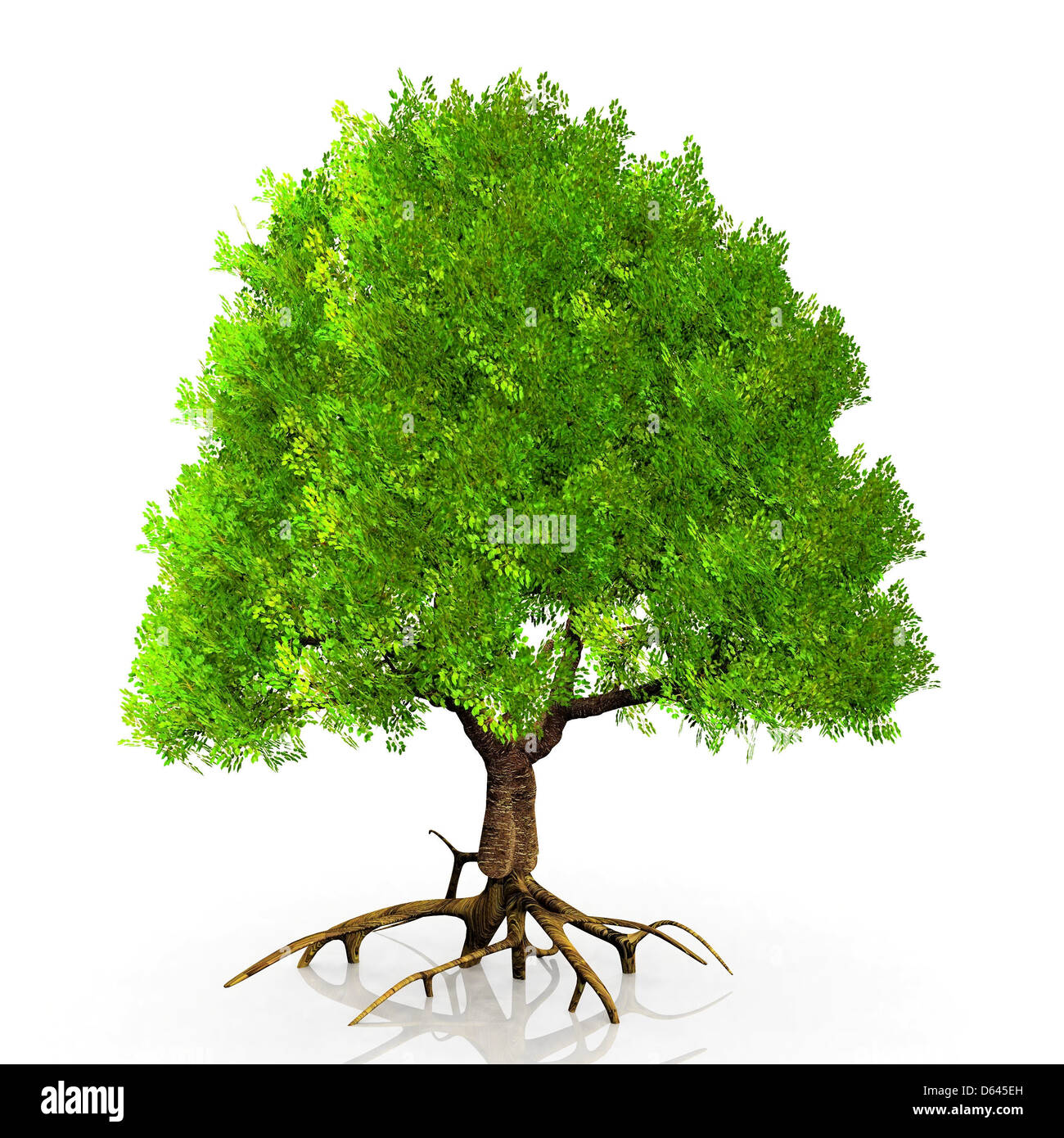 a very big green tree Stock Photo - Alamy