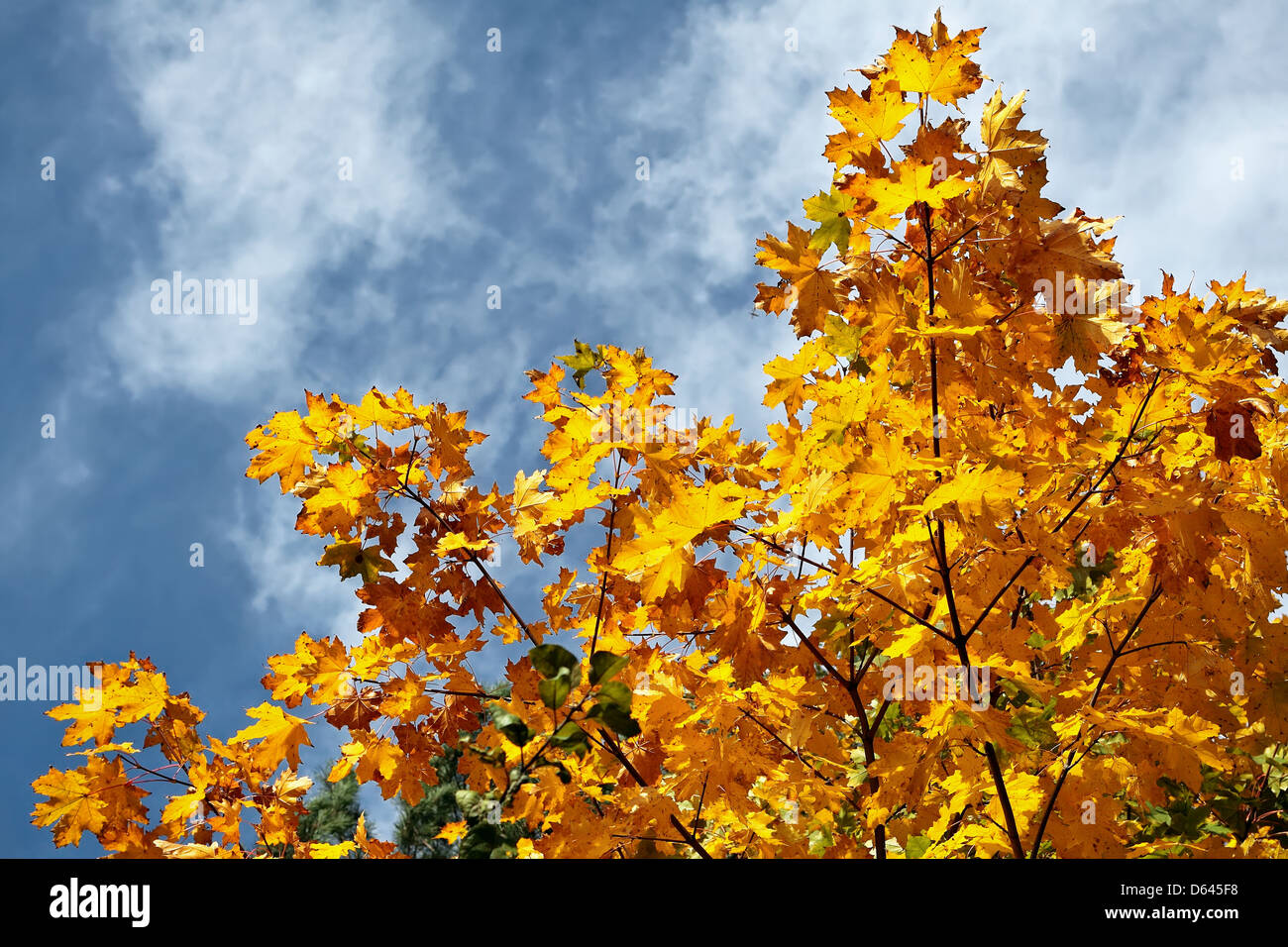 Blue sky brown leaves hi-res stock photography and images - Alamy