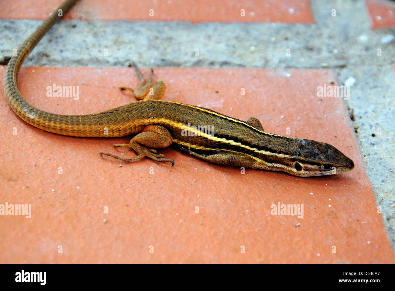 Gecko sitting on a terracotta tile, Andalusia, Spain Stock Photo - Alamy