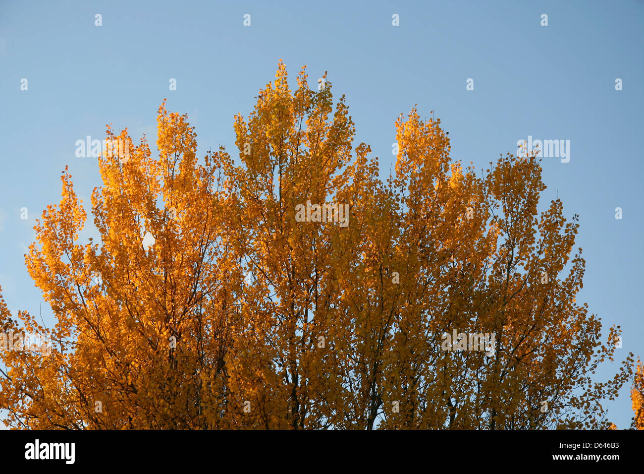 Beautiful landscape of autumn tree and blue sky Stock Photo - Alamy