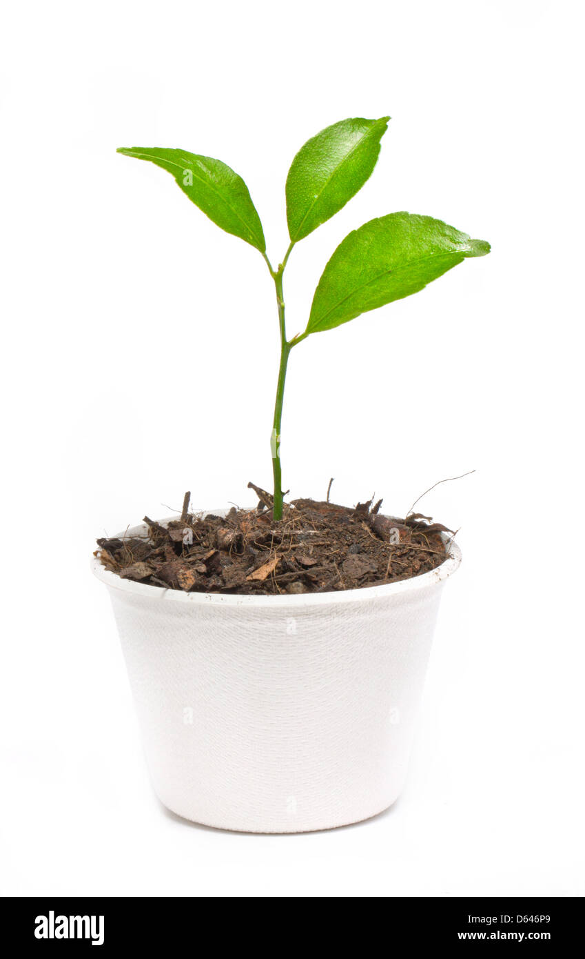 Common small tree Cut Out Stock Images & Pictures - Alamy