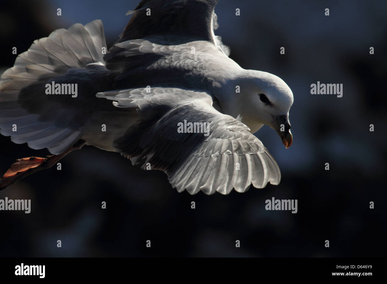 Northern fulmar in flight over cliffs of Iceland Stock Photo - Alamy