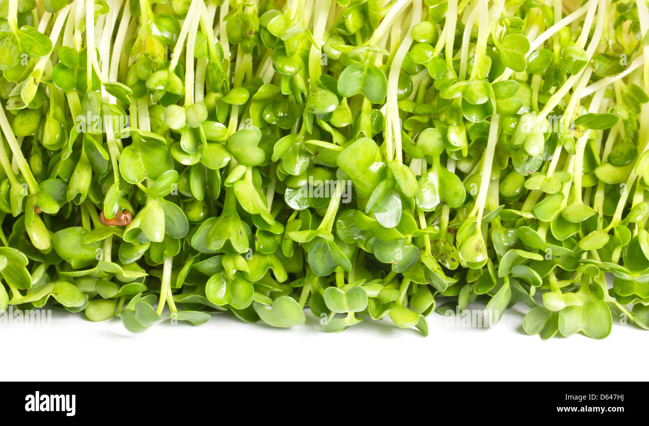 Pea Sprouts, Organic Chinese Vegetables Frame Stock Photo - Alamy