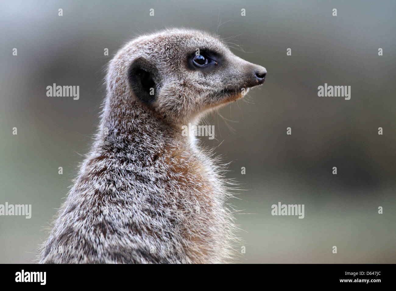 Suricate suricata suricatta hi-res stock photography and images - Alamy