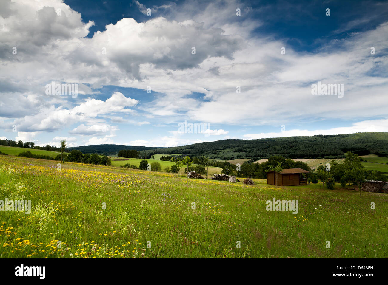 summer flowering meadows Stock Photo - Alamy