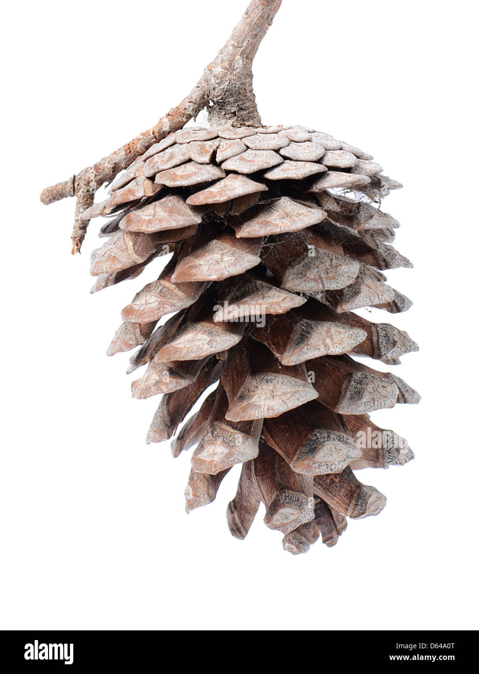 Fir cone isolated on white background Stock Photo - Alamy
