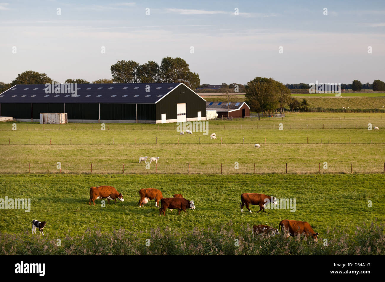charming Dutch cattle farm Stock Photo - Alamy