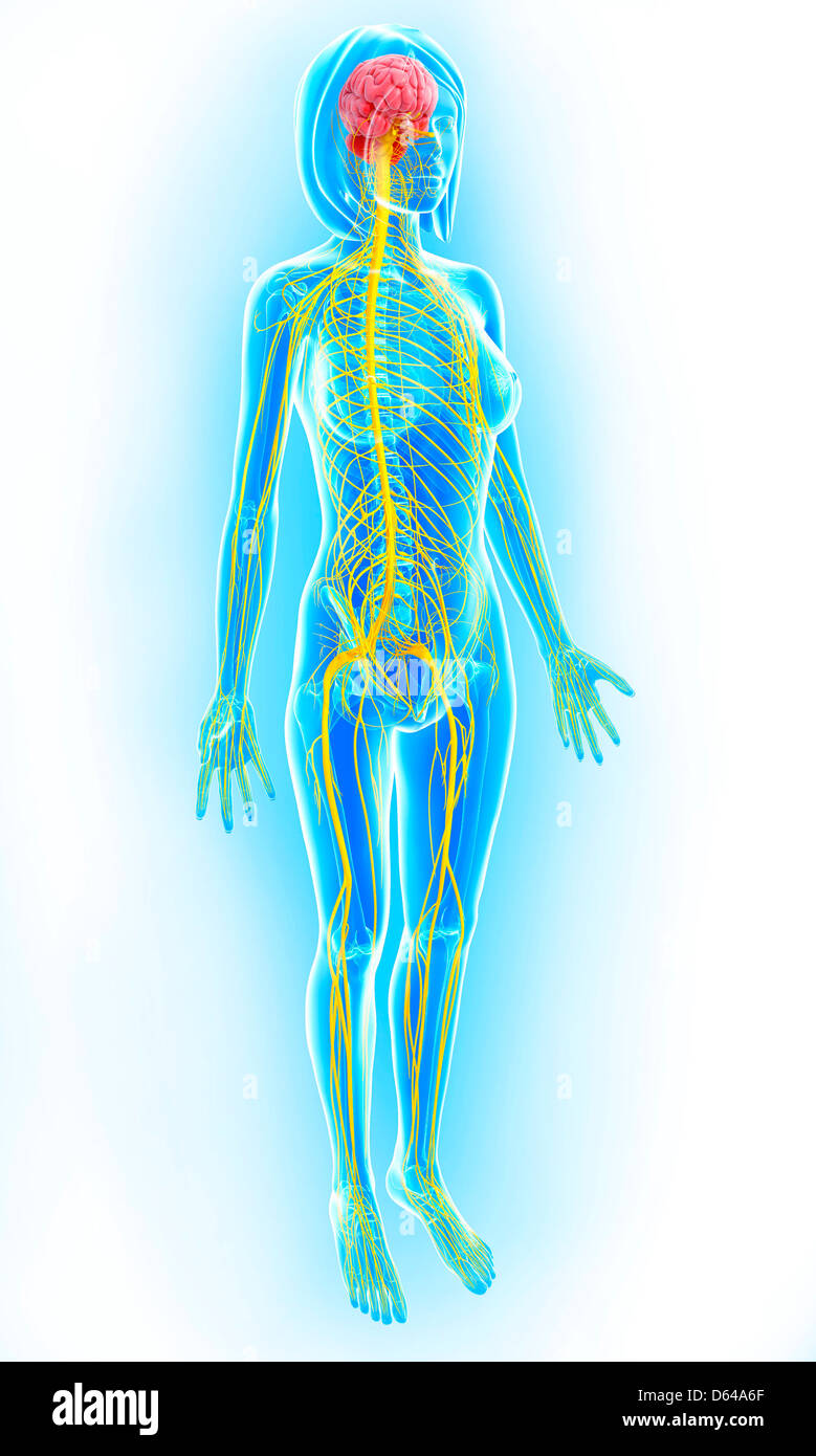 Female nervous system, artwork Stock Photo - Alamy