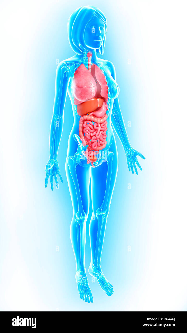 Female pelvic anatomy hi-res stock photography and images - Alamy