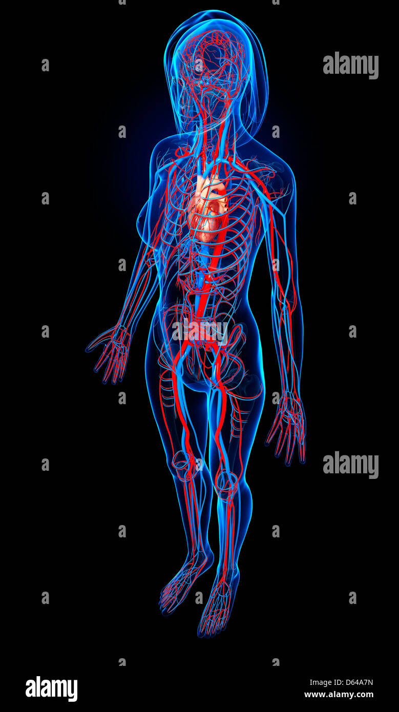 Female cardiovascular system, artwork Stock Photo - Alamy