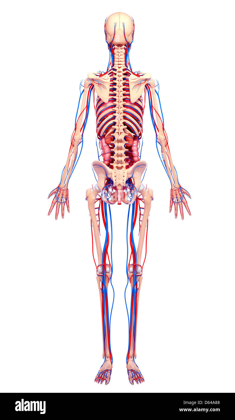 Female pelvic anatomy Cut Out Stock Images & Pictures - Alamy