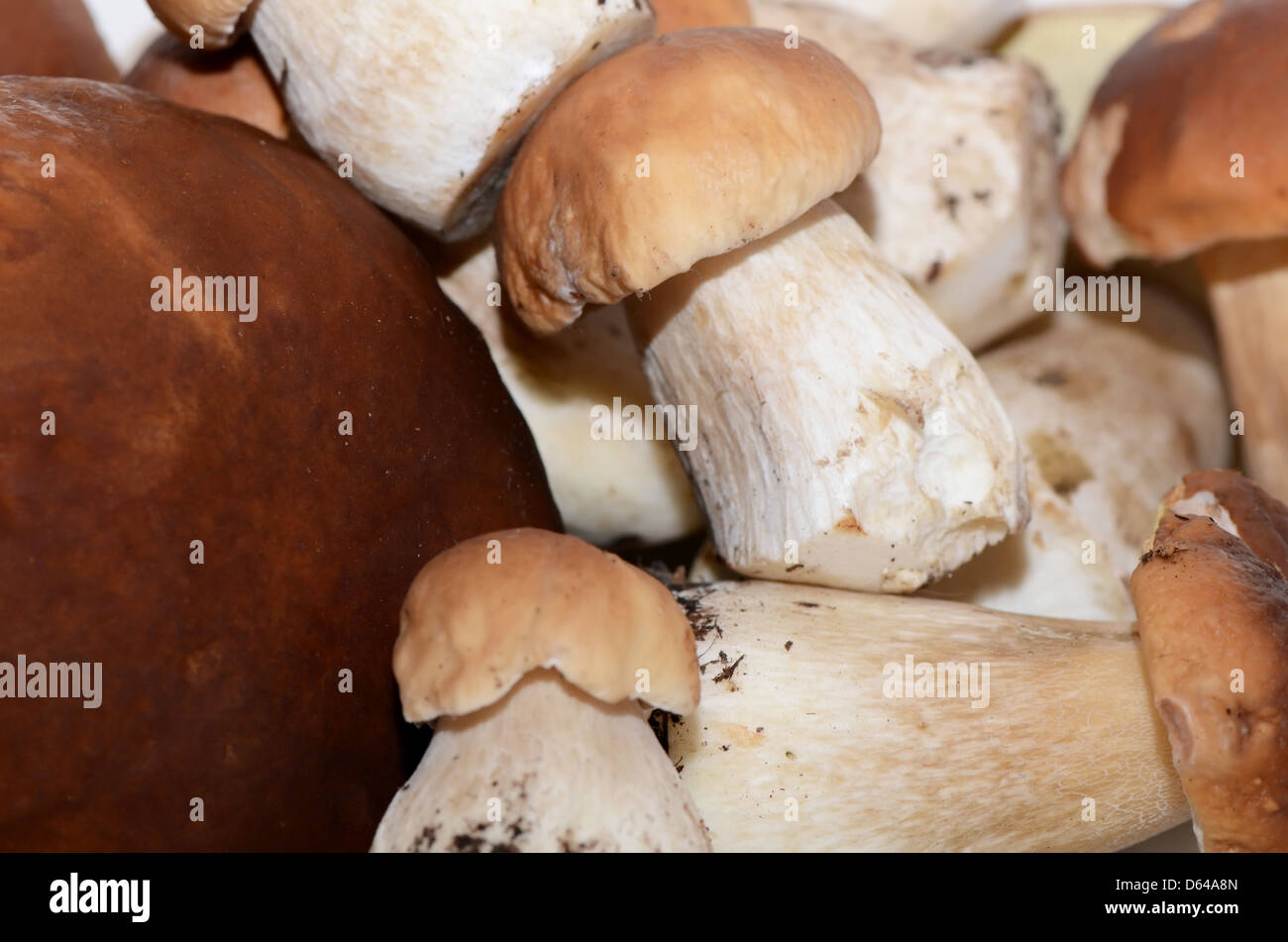Boletus edulis closeup Stock Photo - Alamy