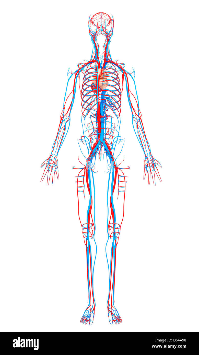 Cardiovascular system, artwork Stock Photo - Alamy