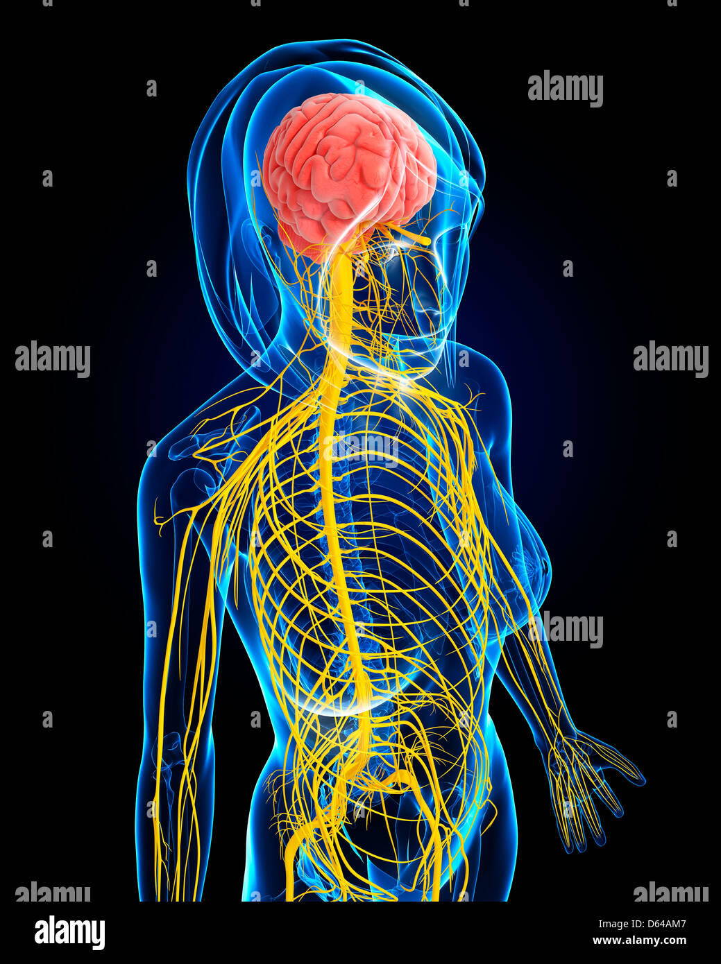 Female nervous system, artwork Stock Photo - Alamy