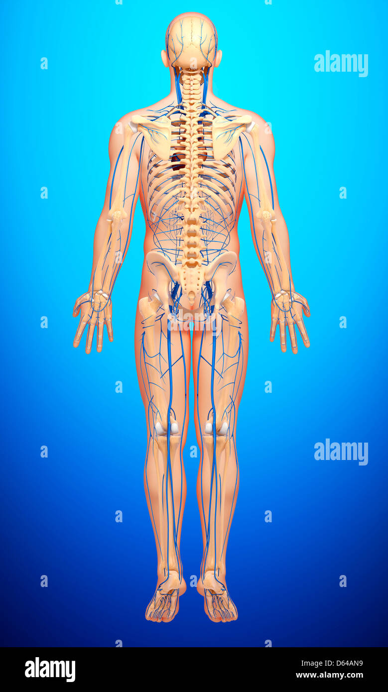 Human veins, artwork Stock Photo - Alamy
