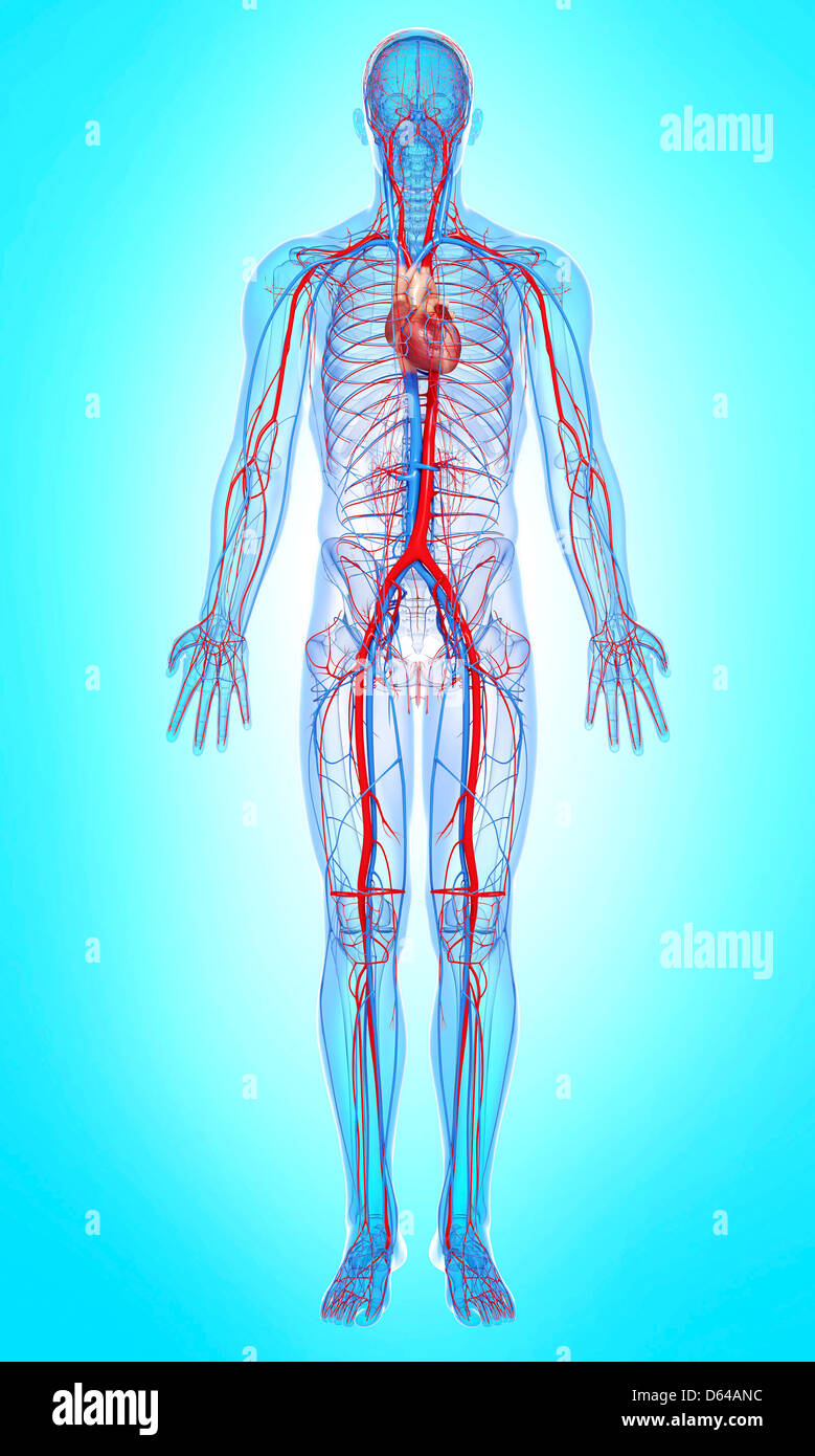 Cardiovascular system, artwork Stock Photo - Alamy