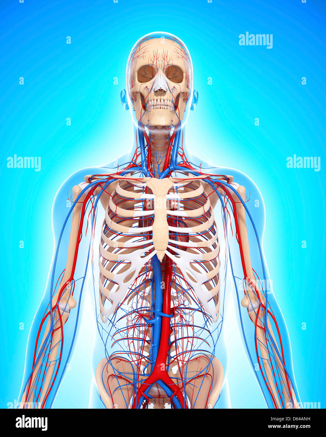 Human skull upper half front hi-res stock photography and images - Alamy