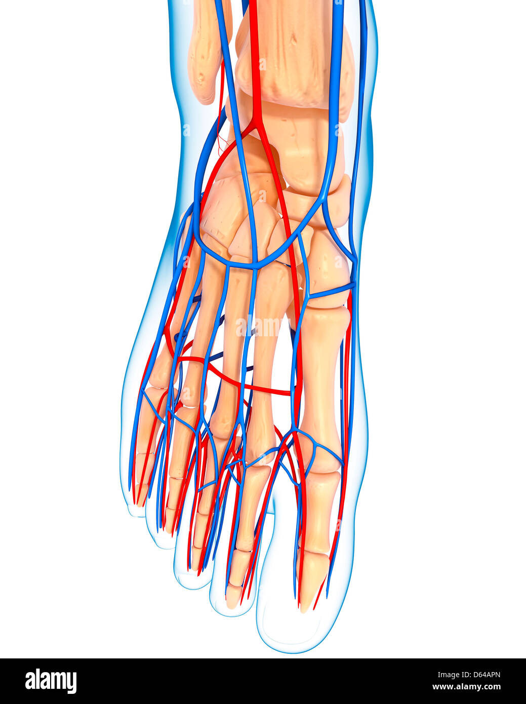 Foot anatomy, artwork Stock Photo - Alamy
