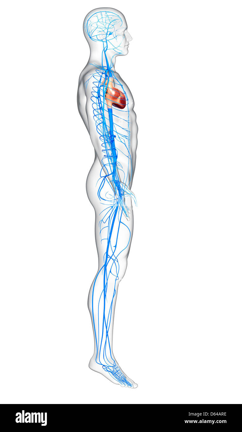 Human heart anatomy side view Cut Out Stock Images & Pictures - Alamy
