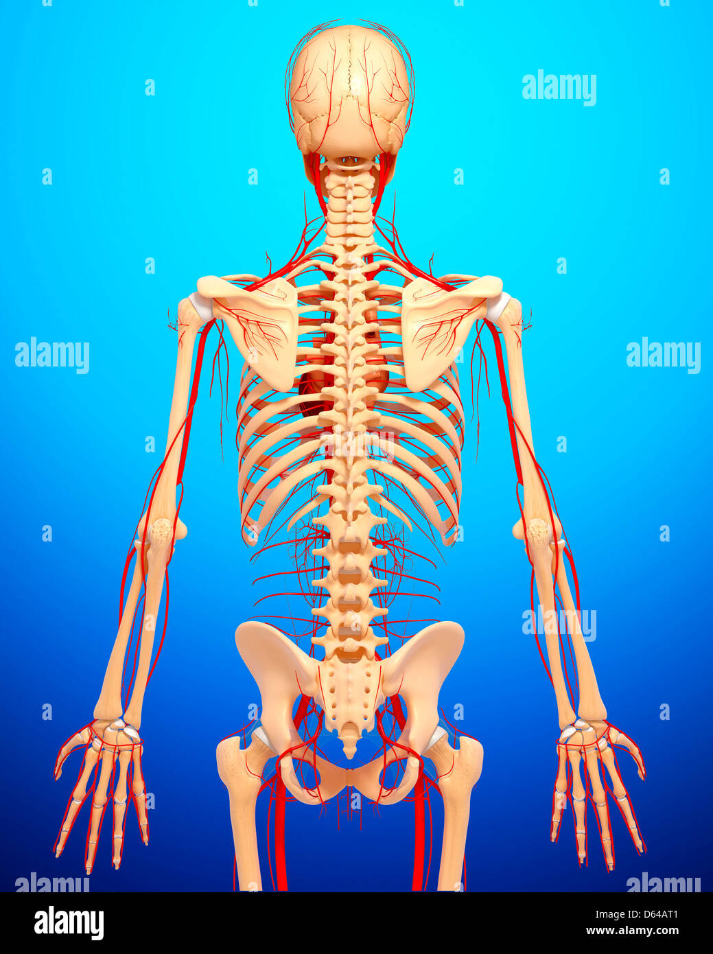 Human arteries, artwork Stock Photo - Alamy