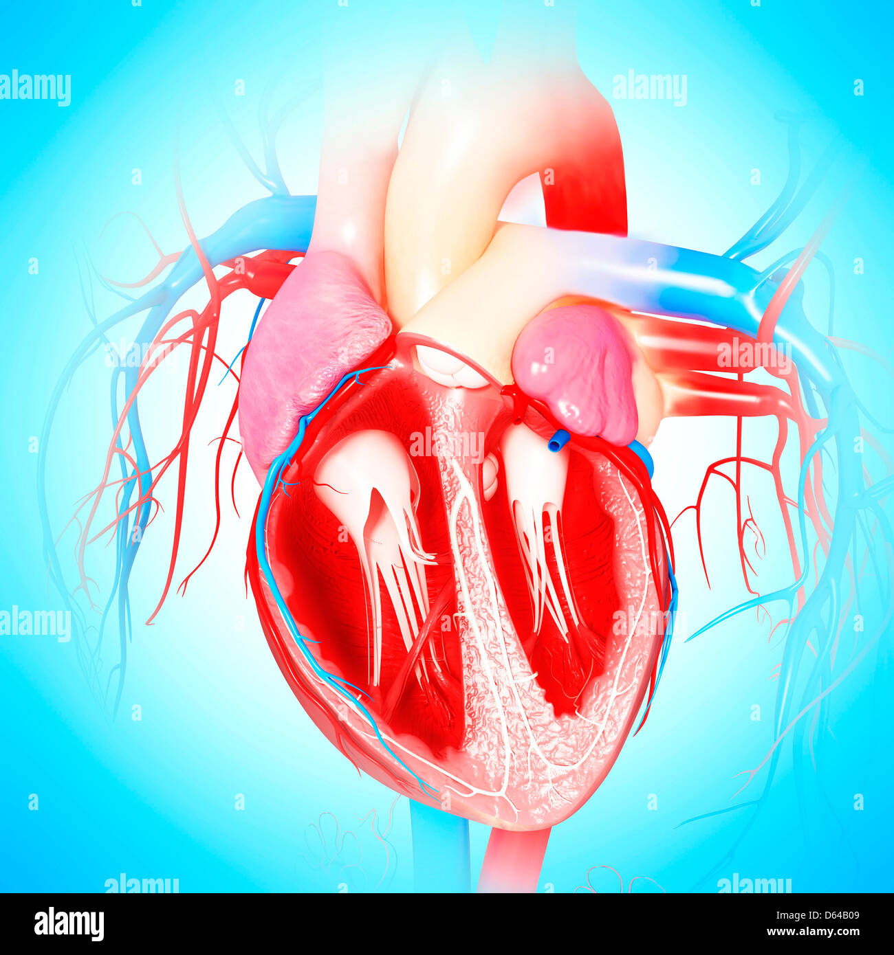 Human Heart Valve High Resolution Stock Photography and Images - Alamy