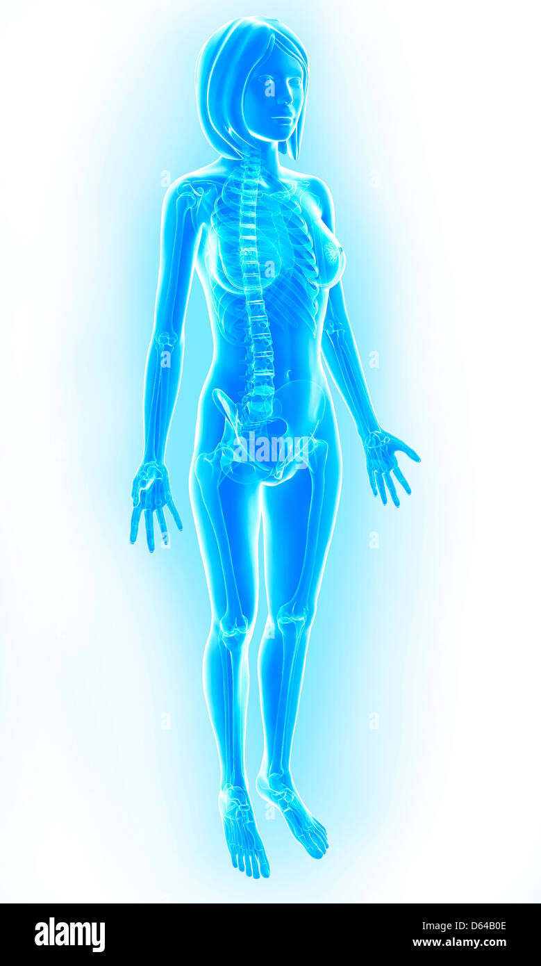 Female skeleton, artwork Stock Photo - Alamy