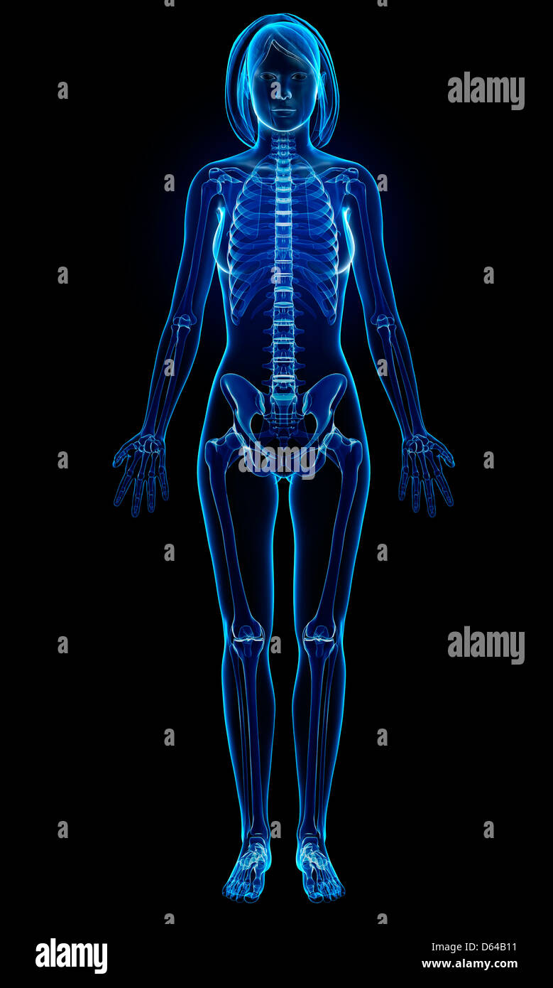 Female skeleton, artwork Stock Photo - Alamy