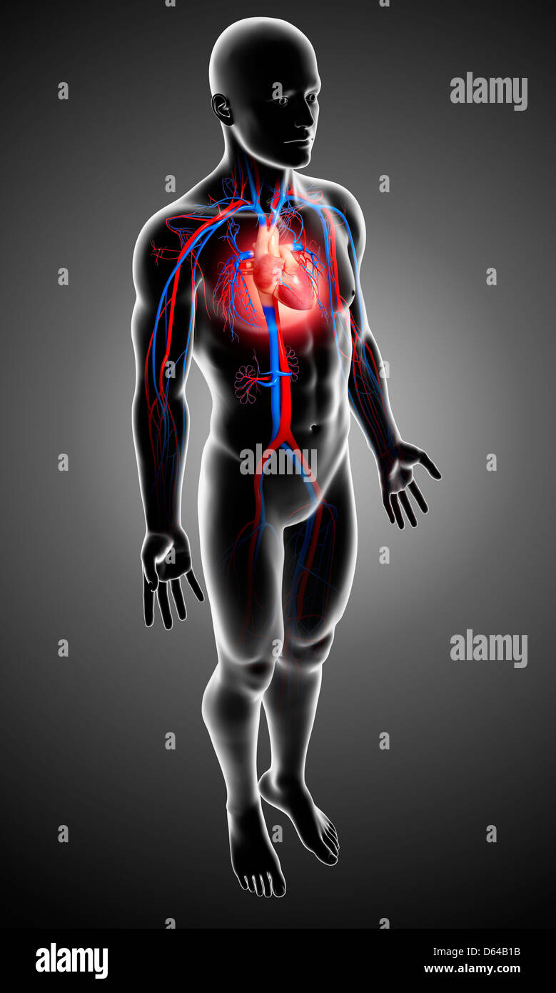 Male cardiovascular system, artwork Stock Photo - Alamy