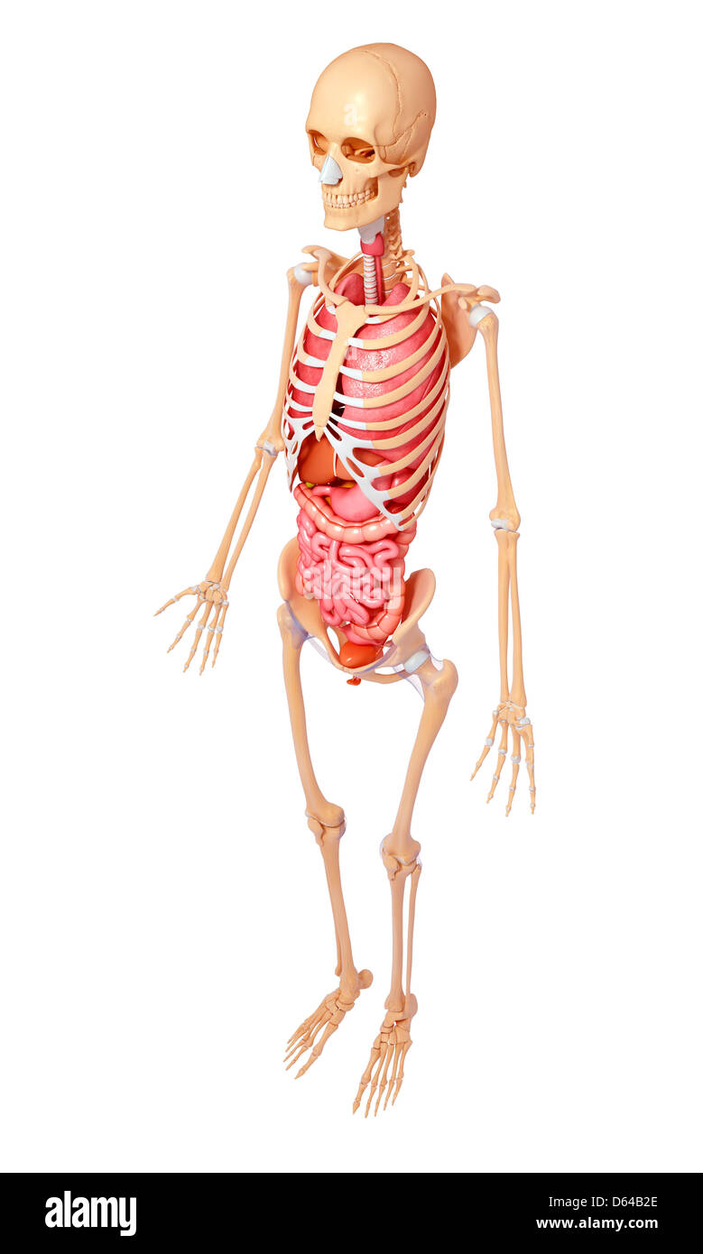 Female pelvic anatomy Cut Out Stock Images & Pictures - Alamy