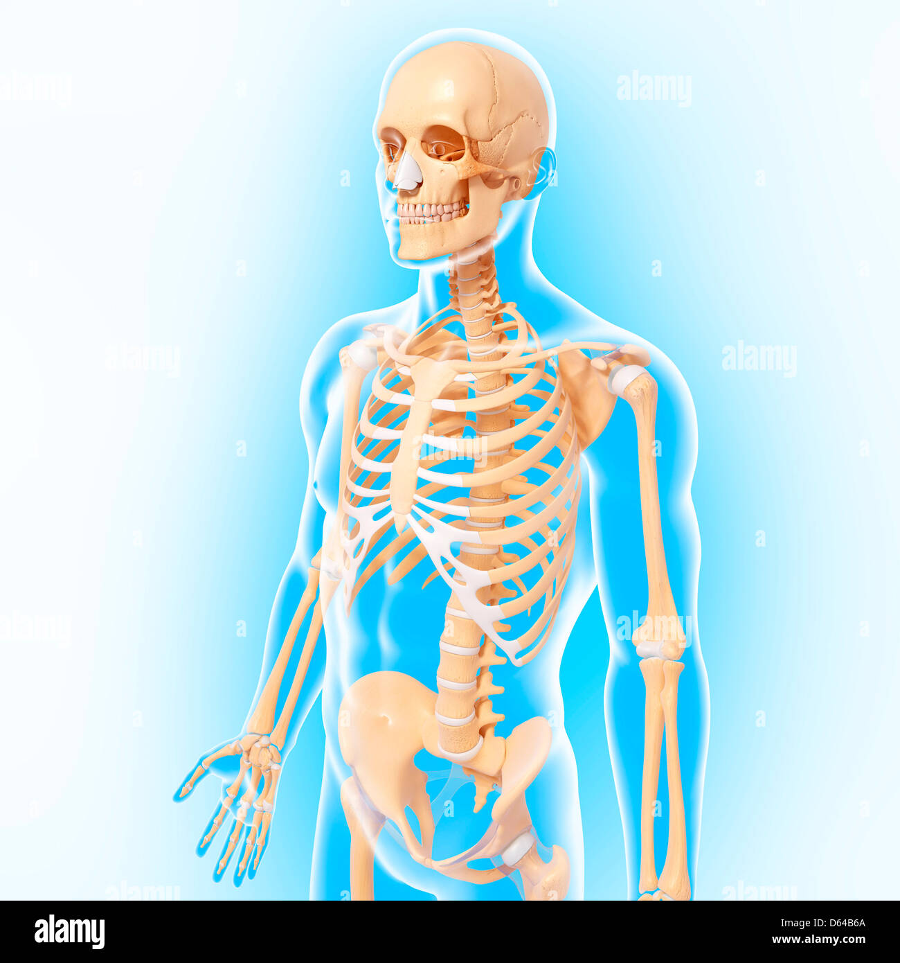 Human skeleton, artwork Stock Photo - Alamy