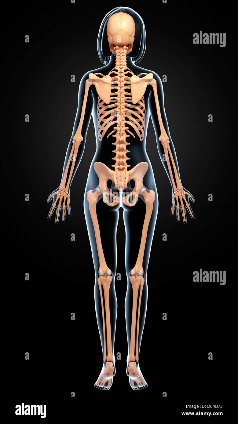 Female skeleton, artwork Stock Photo - Alamy