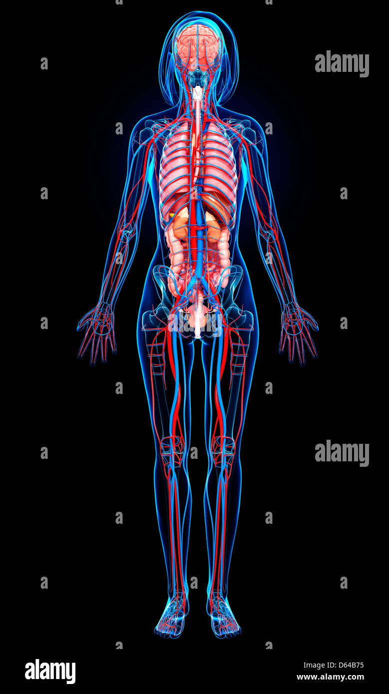 Female anatomy, artwork Stock Photo - Alamy