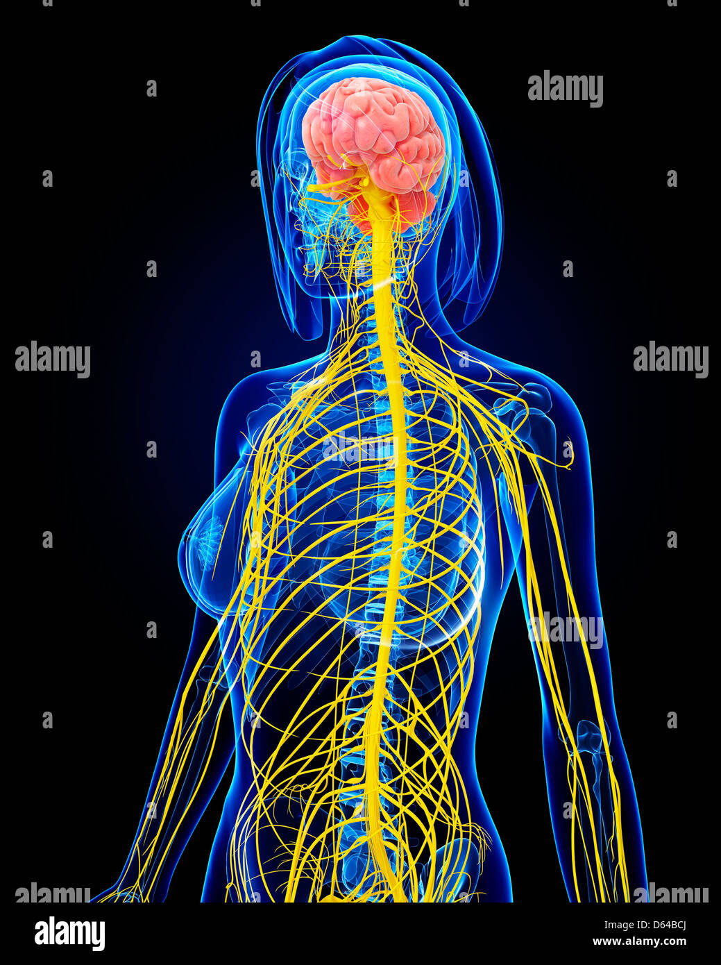 Female nervous system, artwork Stock Photo - Alamy