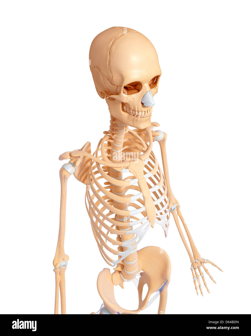 Female skeleton, artwork Stock Photo - Alamy