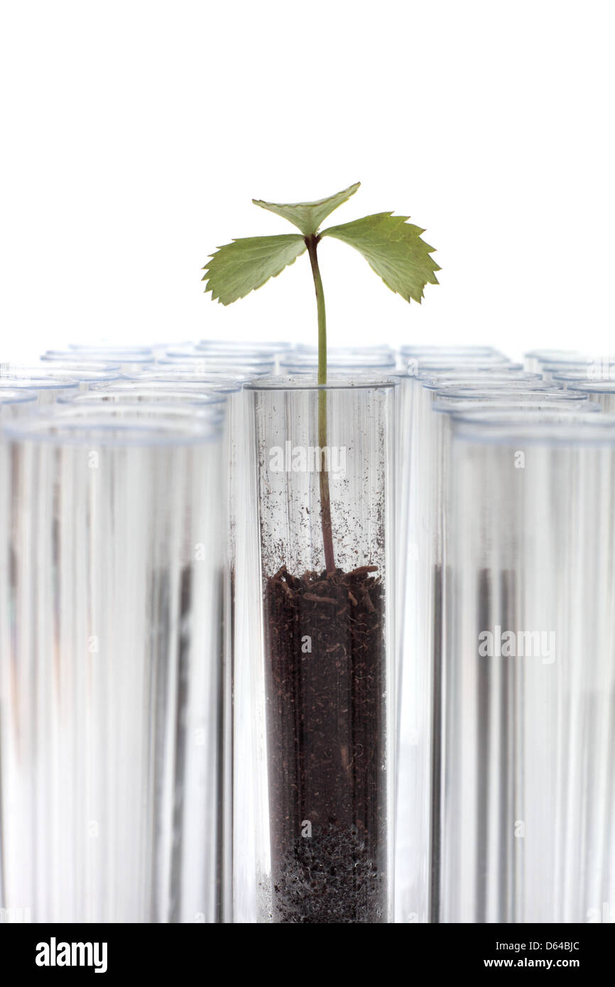 Seedling in a test tube Stock Photo - Alamy