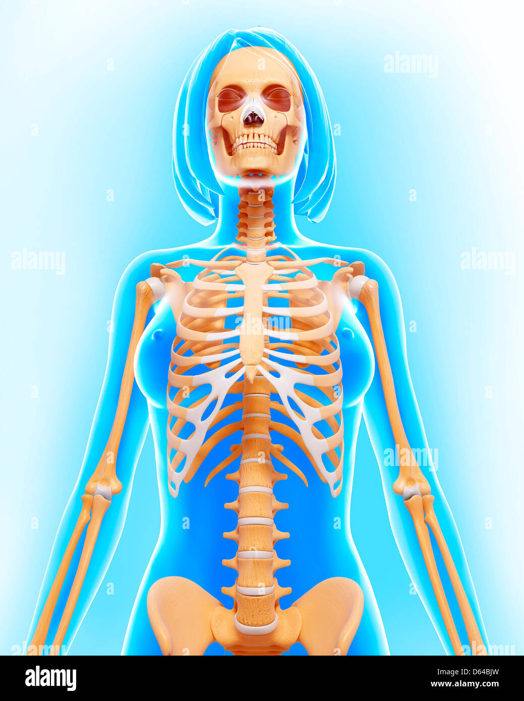 Human Female Skeleton High Resolution Stock Photography and Images - Alamy
