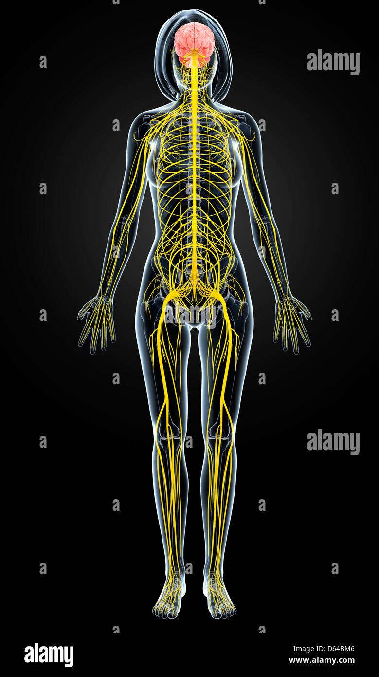 Female nervous system, artwork Stock Photo - Alamy