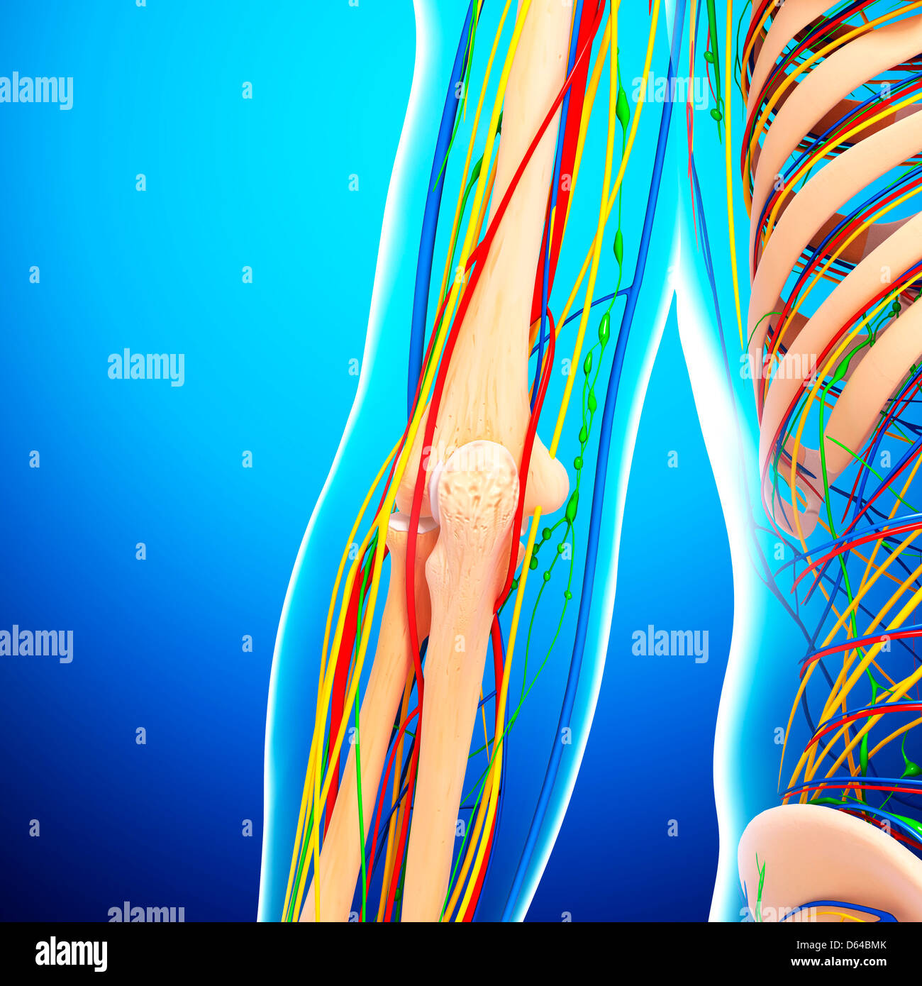 Elbow anatomy, artwork Stock Photo - Alamy