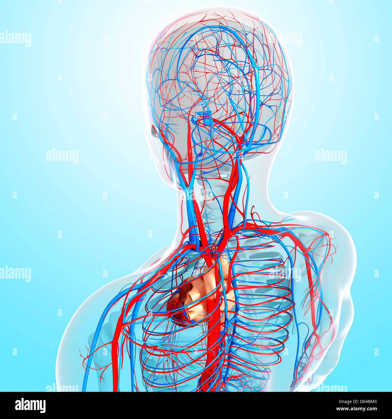 Cardiovascular system, artwork Stock Photo - Alamy