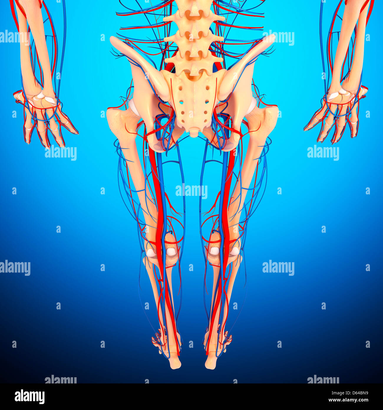 Lower body anatomy hi-res stock photography and images - Alamy