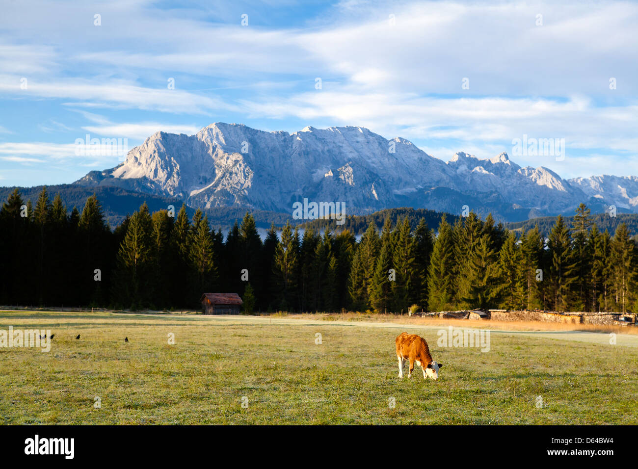 Alpine cow hi-res stock photography and images - Alamy